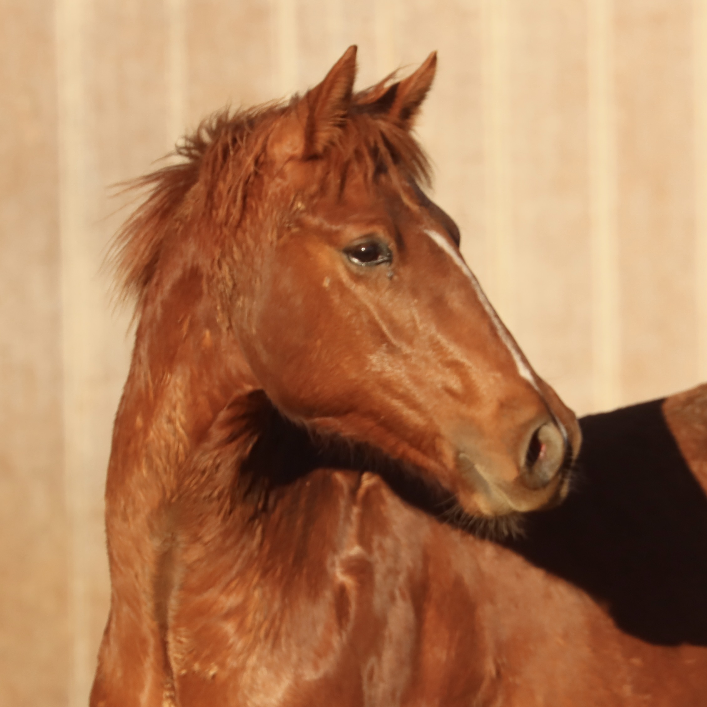 The Connemara Pony's unique set of Nine Characteristics | Redbud Ranch ...